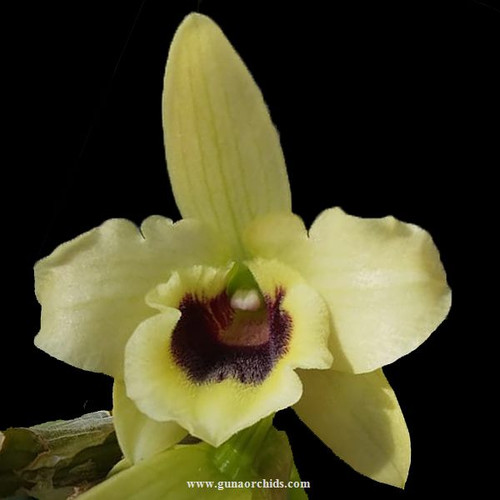 Buy Dendrobium Golden Blossom Orchid Online | Guna Orchids