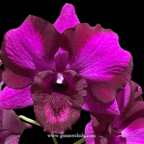 Buy Dendrobium Red Splash Orchid Online | Guna Orchids