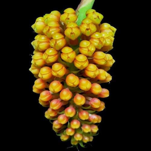 Robiquetia Cerina var Merrillii Care Key | Guna Orchids