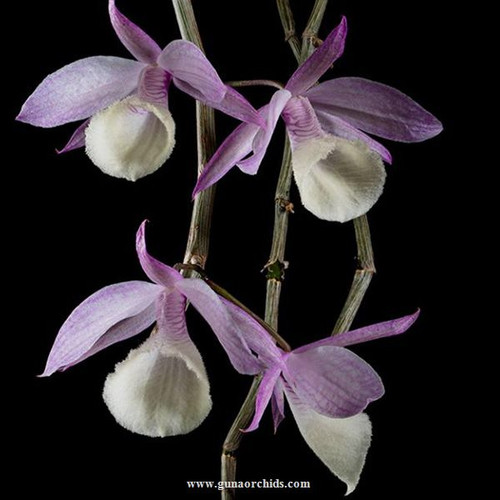 Buy Dendrobium Aphyllum Orchid Online | Guna Orchids