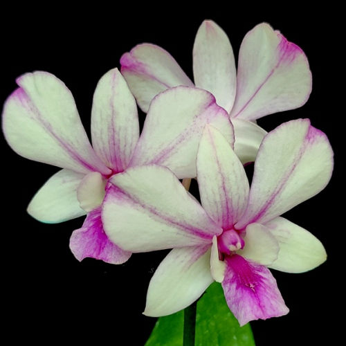 Dendrobium Pop Eye Care Key | Guna Orchids