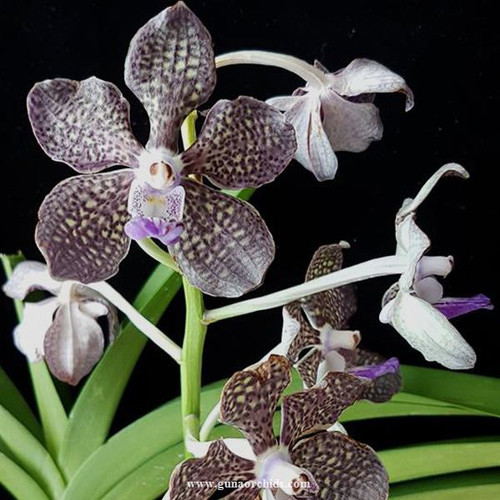 Buy Papilionanda Mimi Palmer Orchid Online | Guna Orchids
