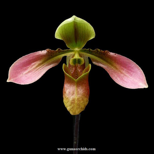 Buy Paphiopedilum Appletonianum Orchid Online | Guna Orchids