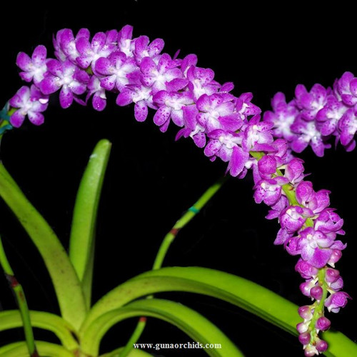 Buy Aerides Multiflora Orchid Online | Guna Orchids