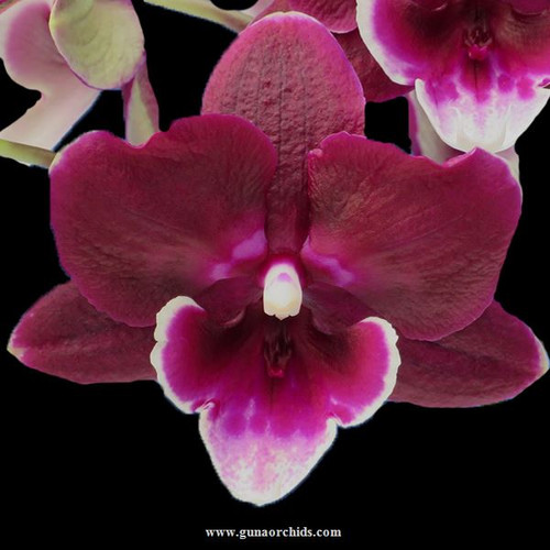 Buy Phalaenopsis Bright Peacock x Yushan Mongo - FF | BS Orchid Online ...