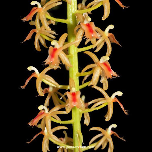 Liparis Lacerata Care Key | Guna Orchids