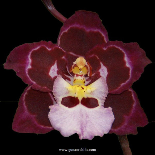 Buy Zelglossoda Hwuluduen Ruby Gem 'Diana' BS Orchid Online | Orchid ...
