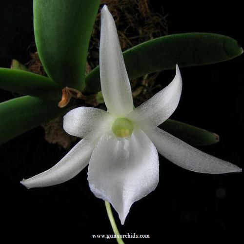 Buy Angraecum Leonis Orchid Online | Guna Orchids
