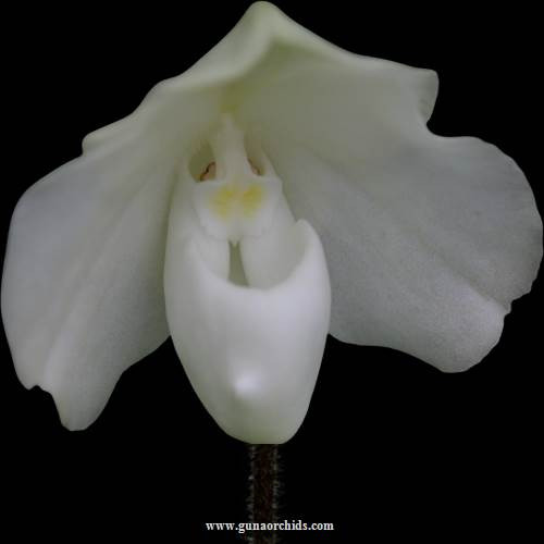 Buy Paphiopedilum Godefroyae Fma. Alba Orchid Online | Guna Orchids
