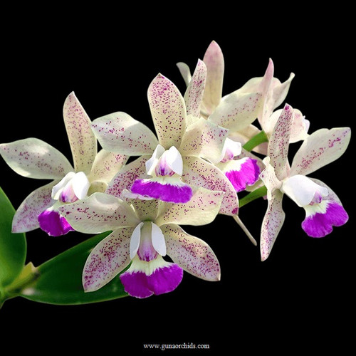 Buy Cattleya Jairak Cute BS Orchid Online | Orchid Plants for Sale ...