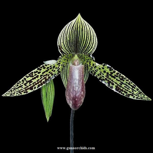 Buy Paphiopedilum Lantha Stage BS Orchid Online | Orchid Plants for ...