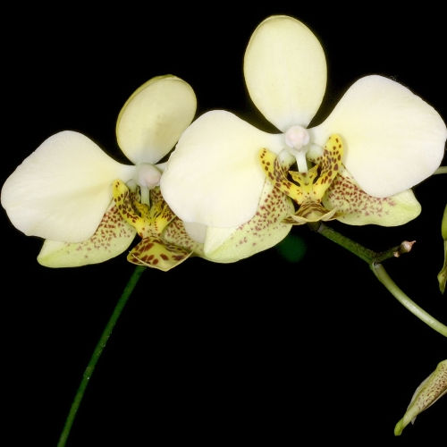Phalaenopsis Stuartiana var. Nobilis Care Key | Guna Orchids