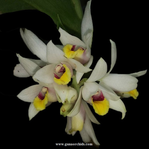 Buy Geodorum Recurvum Orchid Online | Guna Orchids