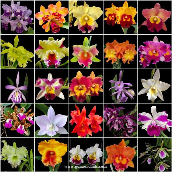 Get More for Your Money with Our Combo Packs of Orchids | Orchids Combo ...