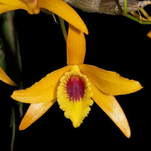 Dendrobium Chantaboon Sunrise Care Key | Guna Orchids