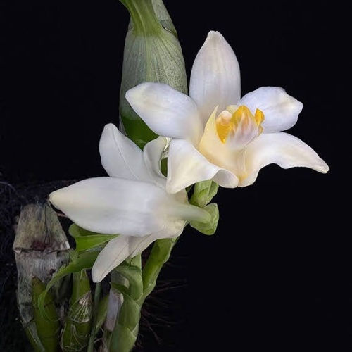 Chysis Bractescens Care Key | Guna Orchids