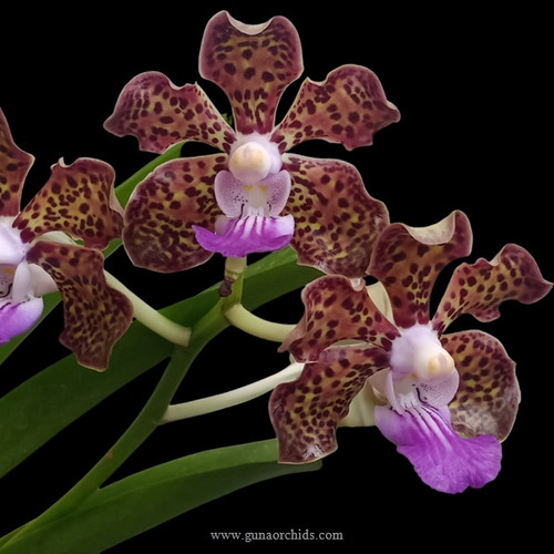 Buy Papilionanda Paksorn Fragrance x Mini Palmer Orchid Online | Orchid ...