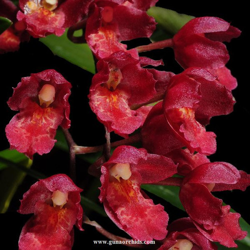Buy Howeara Lava Burst Orchid Online | Guna Orchids