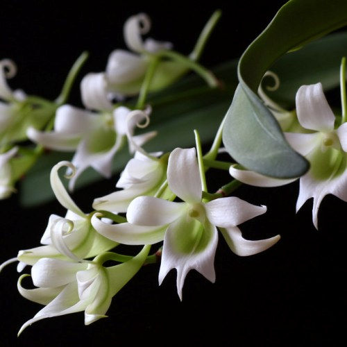 Sobennikoffia Robusta Care Key | Guna Orchids