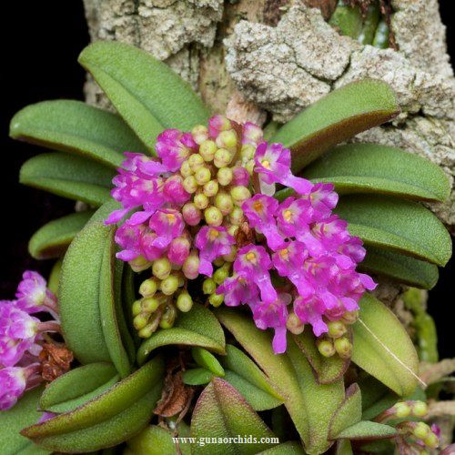 Buy Schoenorchis Fragrans Orchid Online | Guna Orchids