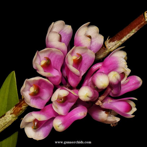 Buy Dendrobium Secundum x Smilliae Orchid Online | Guna Orchids
