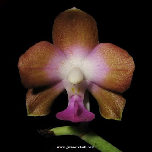 Buy Hygrochilus Parishii var. Marriottiana Orchid Online | Guna Orchids