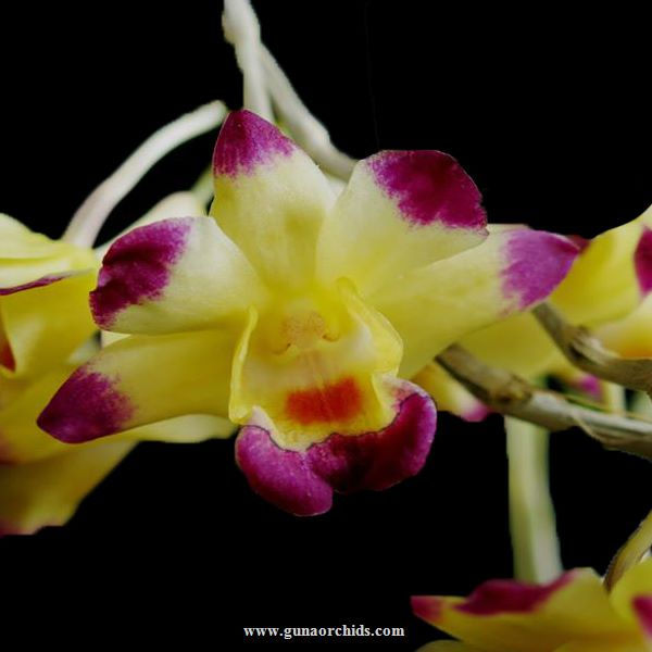 Exotic Dendrobium Species Orchids for Sale in India | Order Online for ...
