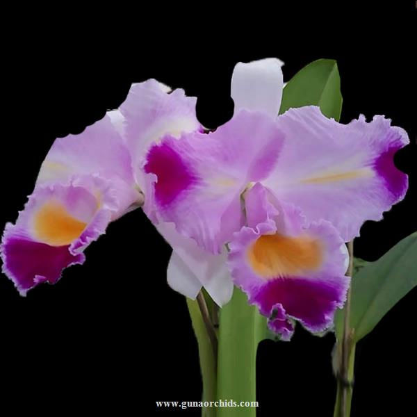 Cattleya Species Orchids for Sale - Rare and Exotic Collection | Order ...