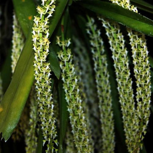 Epamato Sticma Levis Care Key | Guna Orchids