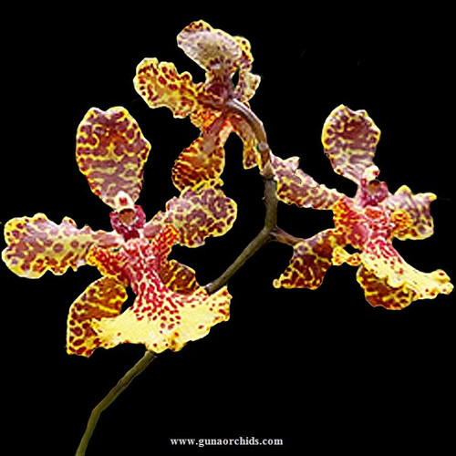 Buy Trichocentrum Jonesianum x Josephine Orchid Online | Guna Orchids