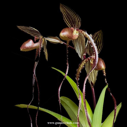 Buy Paphiopedilum Angel Hair NBS Orchid Online | Orchid Plants for Sale ...
