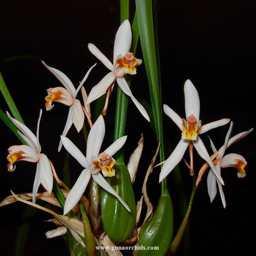 Buy Coelogyne Viscosa Orchid Online | Guna Orchids