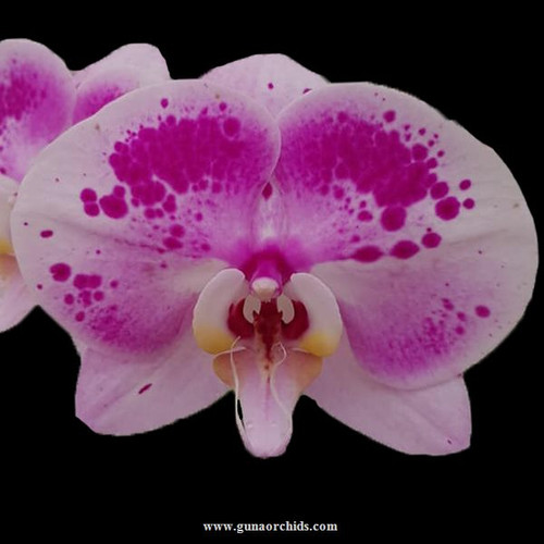 Buy Phalaenopsis Ben Yu Panda BS Orchid Online | Orchid Plants for Sale ...