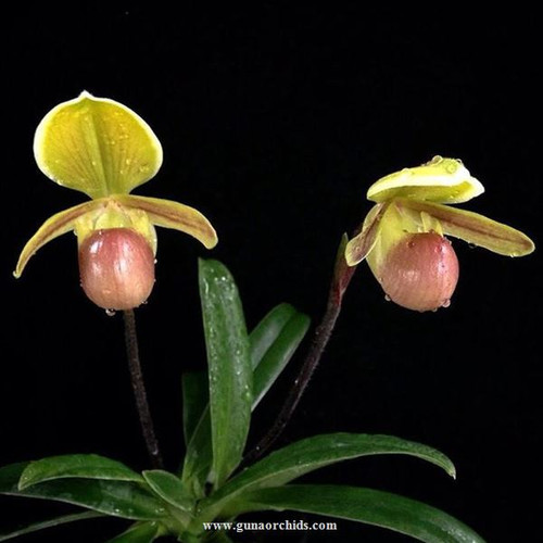 Buy Paphiopedilum Helenae Orchid Online | Guna Orchids