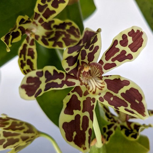 Grammatophyllum Scriptum Care Key | Guna Orchids