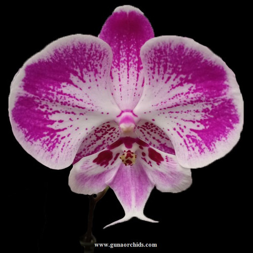 Buy Phalaenopsis OX Purple Fairy Orchid Online | Guna Orchids