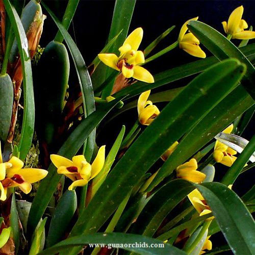 Buy Maxillaria Variabilis Orchid Online | Guna Orchids