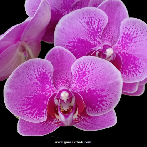 Buy Phalaenopsis OX Happy Girl Orchid Online | Guna Orchids