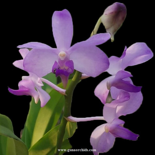 Buy Vanda Coerulea Alba x Aerides Quinquevulnera Alba Orchid Online ...
