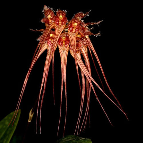 Bulbophyllum Sanguineopunctatum Care Key | Guna Orchids
