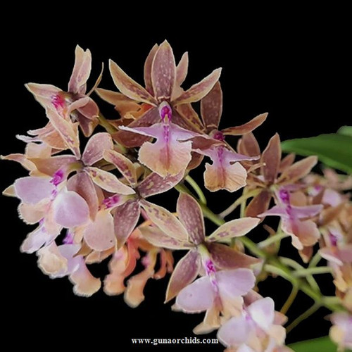 Buy Epidendrum stamfordianum 'Pink Lip' Orchid Online | Guna Orchids