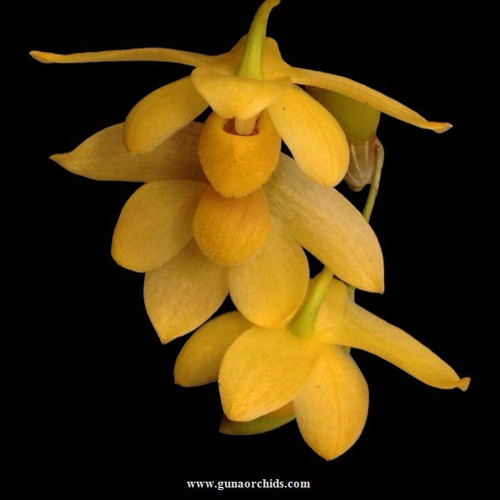 Buy Dendrobium Chrysocrepis BS Orchid Online | Orchid Plants for Sale | Guna Orchids