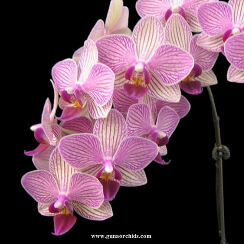 Buy Phalaenopsis Fangmei Sweet Orchid Online | Guna Orchids