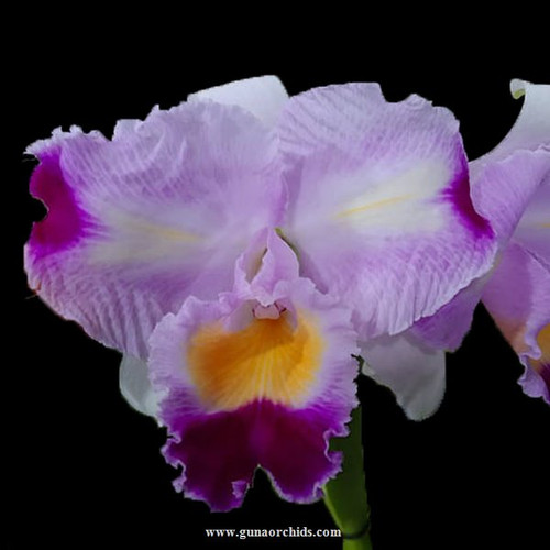 Buy Cattleya Trianae fma Trilabelo 'Lia' Orchid Online | Guna Orchids