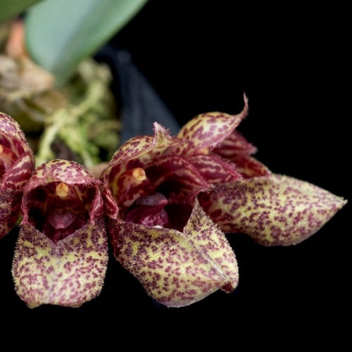 Bulbophyllum Frostii Care Key | Guna Orchids