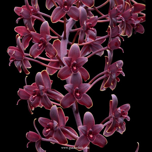 Buy Cymbidium Little Black Sambo 'Black Magic' Orchid Online | Guna Orchids