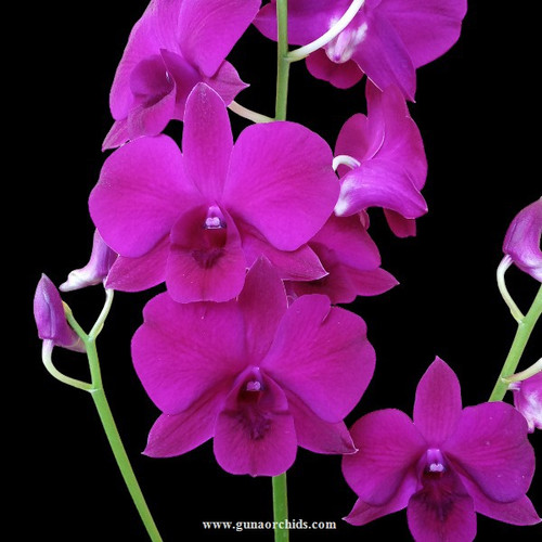 Buy Dendrobium Laddawan Red BS Orchid Online | Orchid Plants for Sale ...