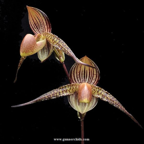 Buy Paphiopedilum Favorlang Booth BS Orchid Online | Orchid Plants for ...