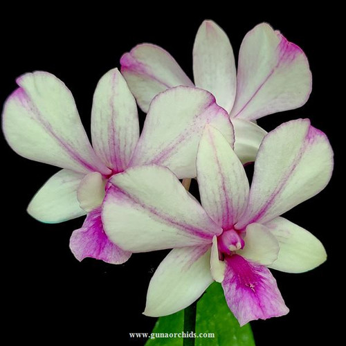 Buy Dendrobium Pope Eye Orchid Online | Guna Orchids