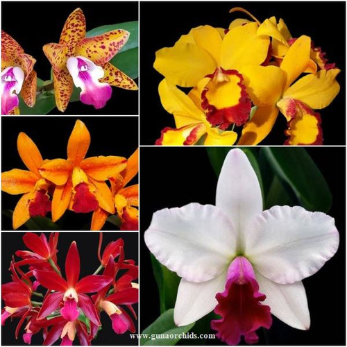 Buy Mini Cattleya 5 Pack Combo Orchid Online | Guna Orchids